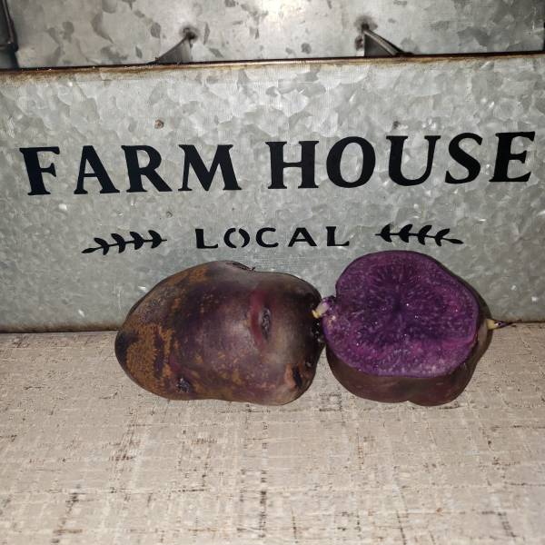 Adirondack Blue Seed Potatoes Bulk - Dutch Valley Growers